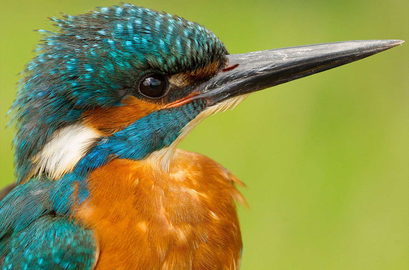 All About Kingfishers And How To See Them All Things Wildlife co uk