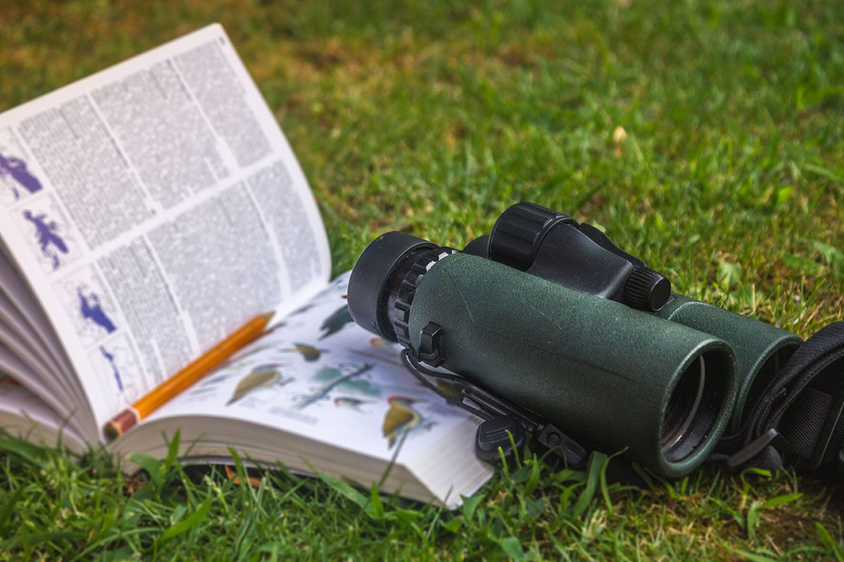 Best binoculars for birdwatching? - All Things Wildlife.co.uk