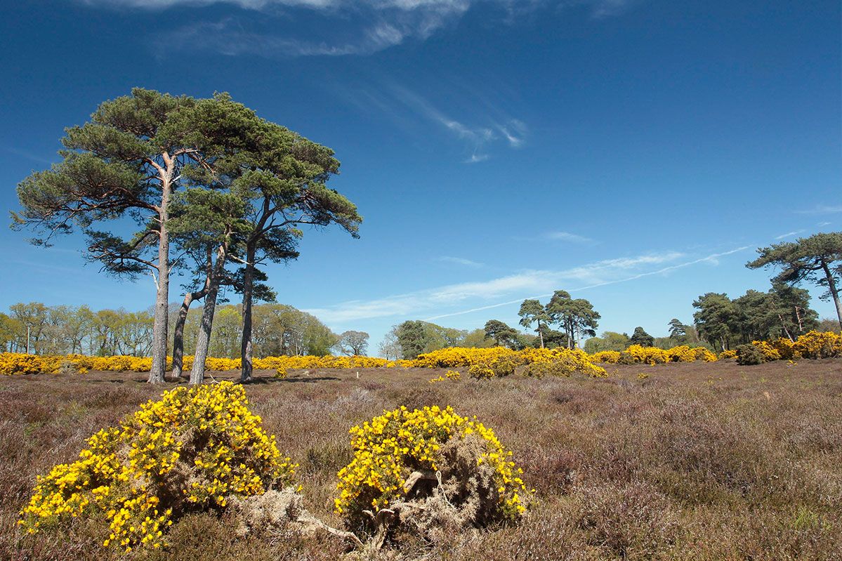 RSPB Arne, packed with Heathland Wildlife - All Things Wildlife.co.uk