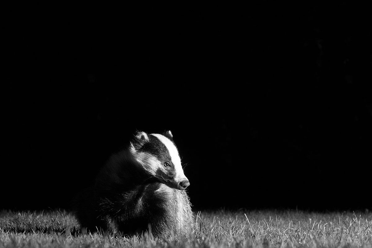 How I got the shot….garden badger - All Things Wildlife.co.uk