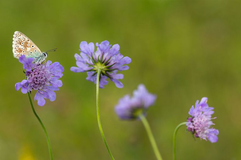 Finding & Photographing Butterflies - All Things Wildlife.co.uk