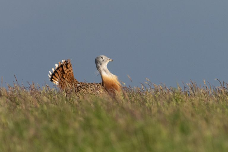 Great bustards on Salisbury Plain - All Things Wildlife.co.uk