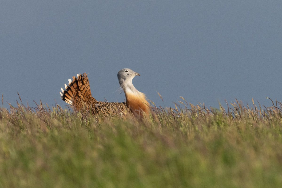 Great bustards on Salisbury Plain - All Things Wildlife.co.uk