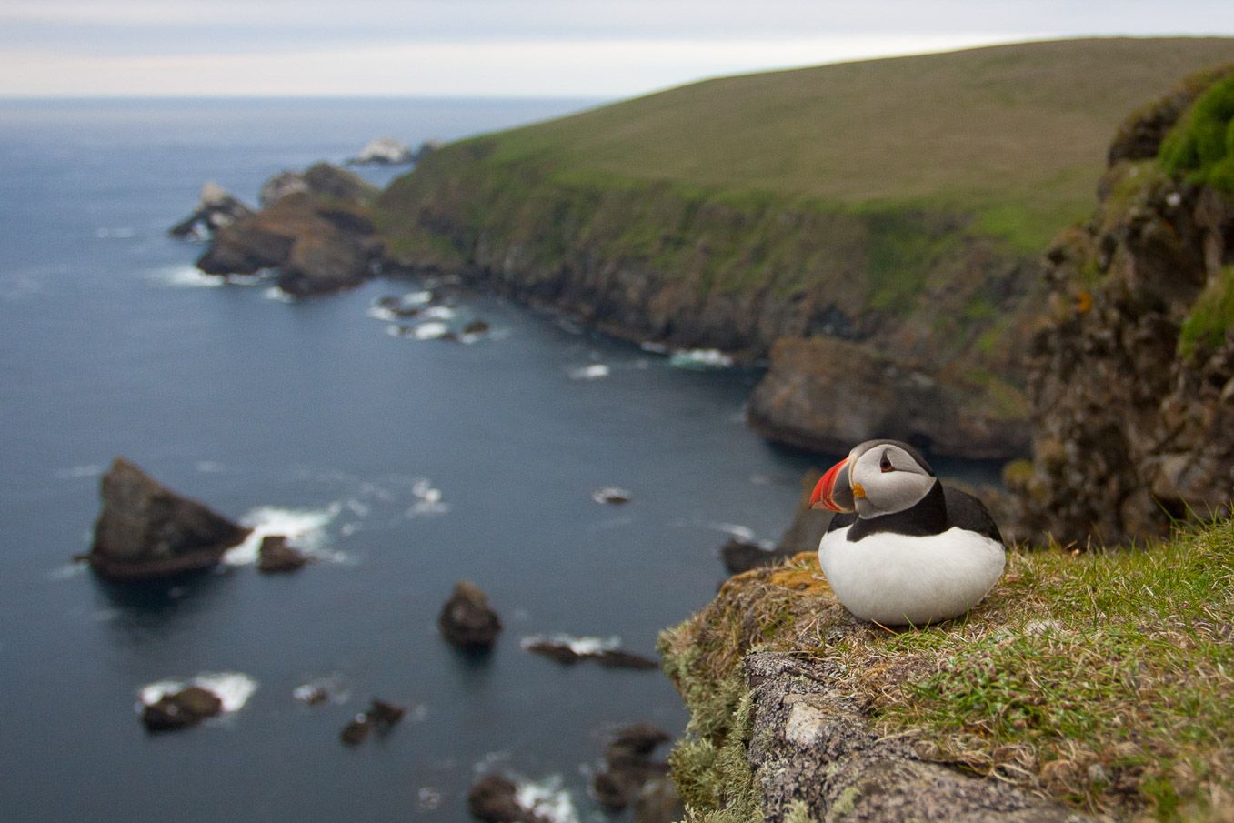 How and where to see puffins in the UK - All Things Wildlife.co.uk