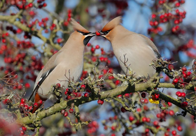 Six great birds to find this winter - All Things Wildlife.co.uk